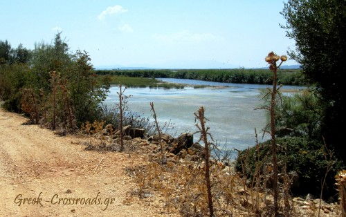 Αμβρακικός: Υδροβιότοπος Ροδιάς